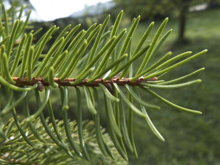 Fichte oder „Rot-Tanne“ – natur-erleben-online