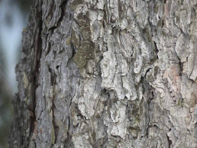 Fichte oder „Rot-Tanne“ – natur-erleben-online