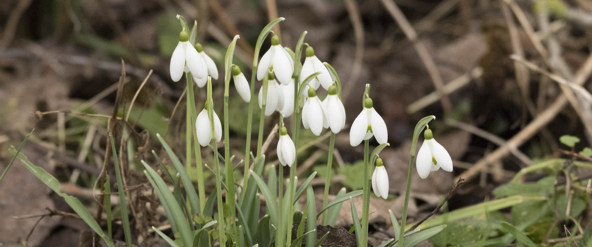 Kleines Schneeglöckchen – natur-erleben-online