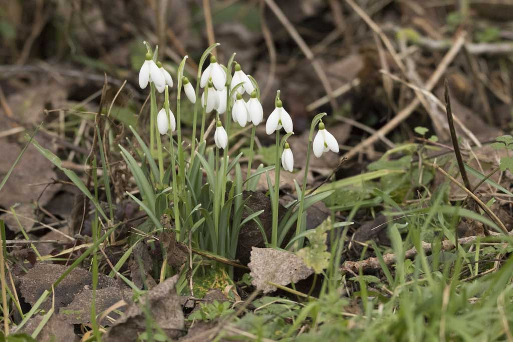 Kleines Schneeglöckchen – natur-erleben-online
