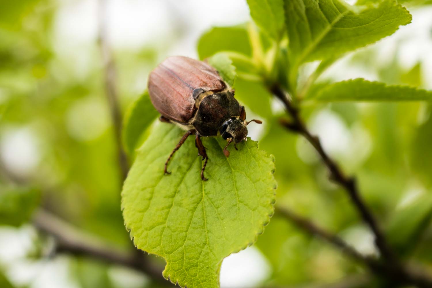 Maikäfer – natur-erleben-online