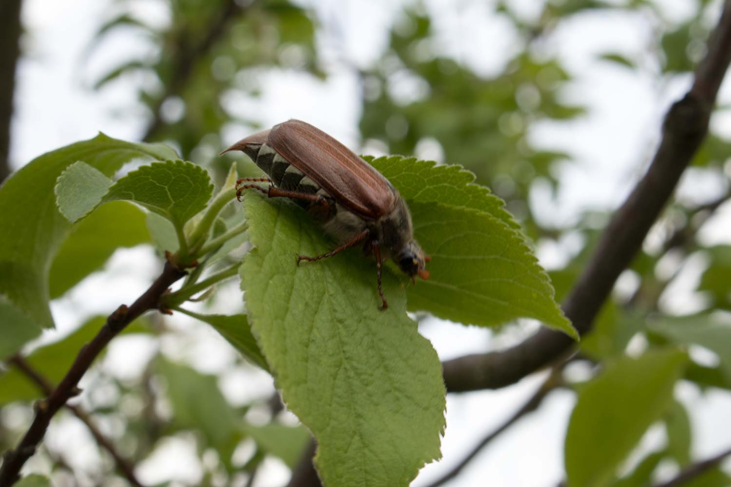 Maikäfer – natur-erleben-online