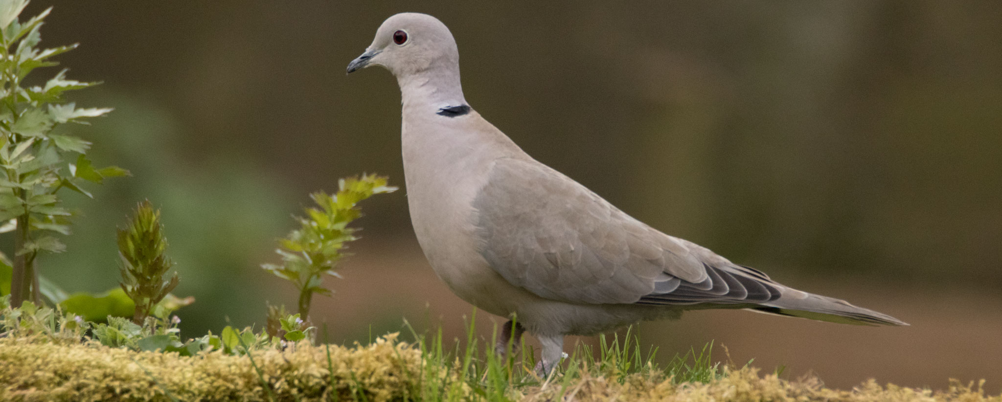 Türkentaube – natur-erleben-online