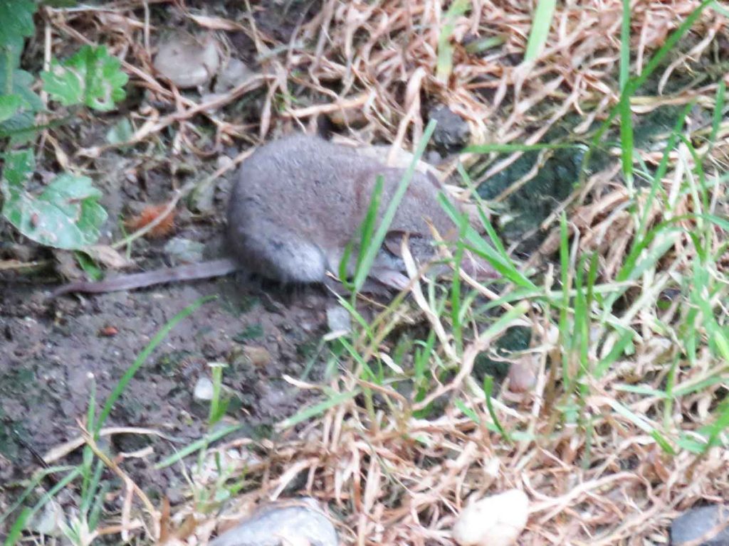 Hausspitzmaus – natur-erleben-online