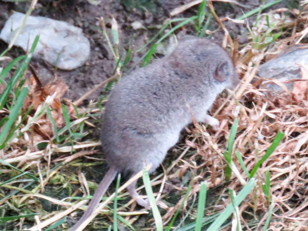 Hausspitzmaus – natur-erleben-online