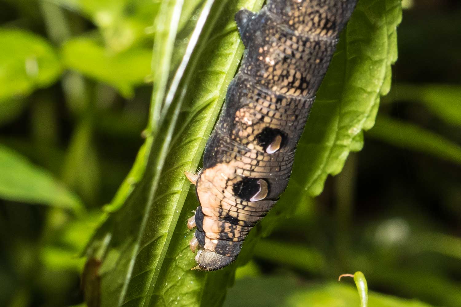 Raupe des Mittleren Weinschwärmers – natur-erleben-online