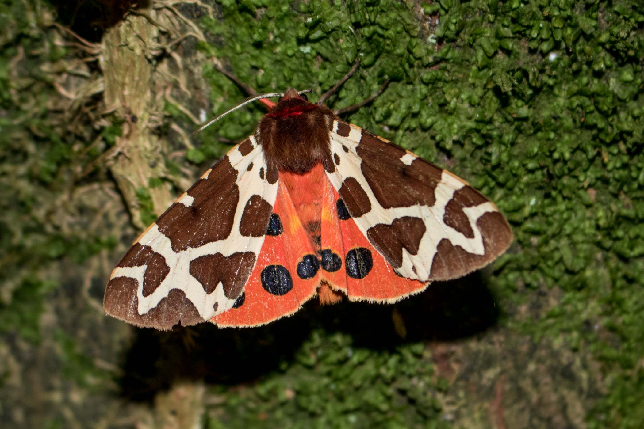 Brauner Bär – natur-erleben-online