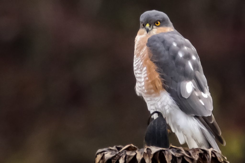 Sperber im Anflug – natur-erleben-online