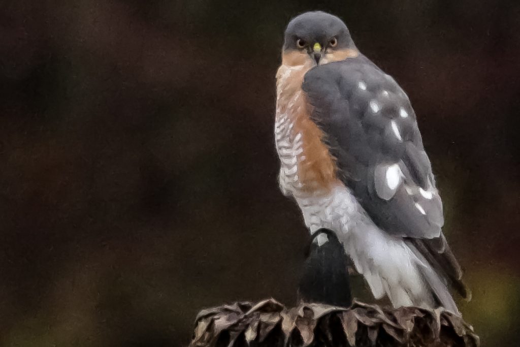 Sperber im Anflug – natur-erleben-online