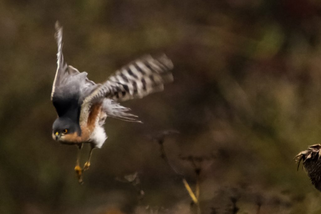 Sperber im Anflug – natur-erleben-online