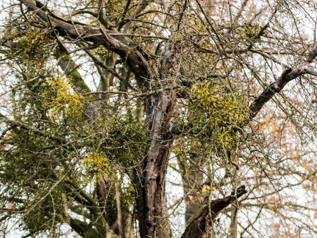 Um sie ranken sich viele Mythen: Misteln – natur-erleben-online