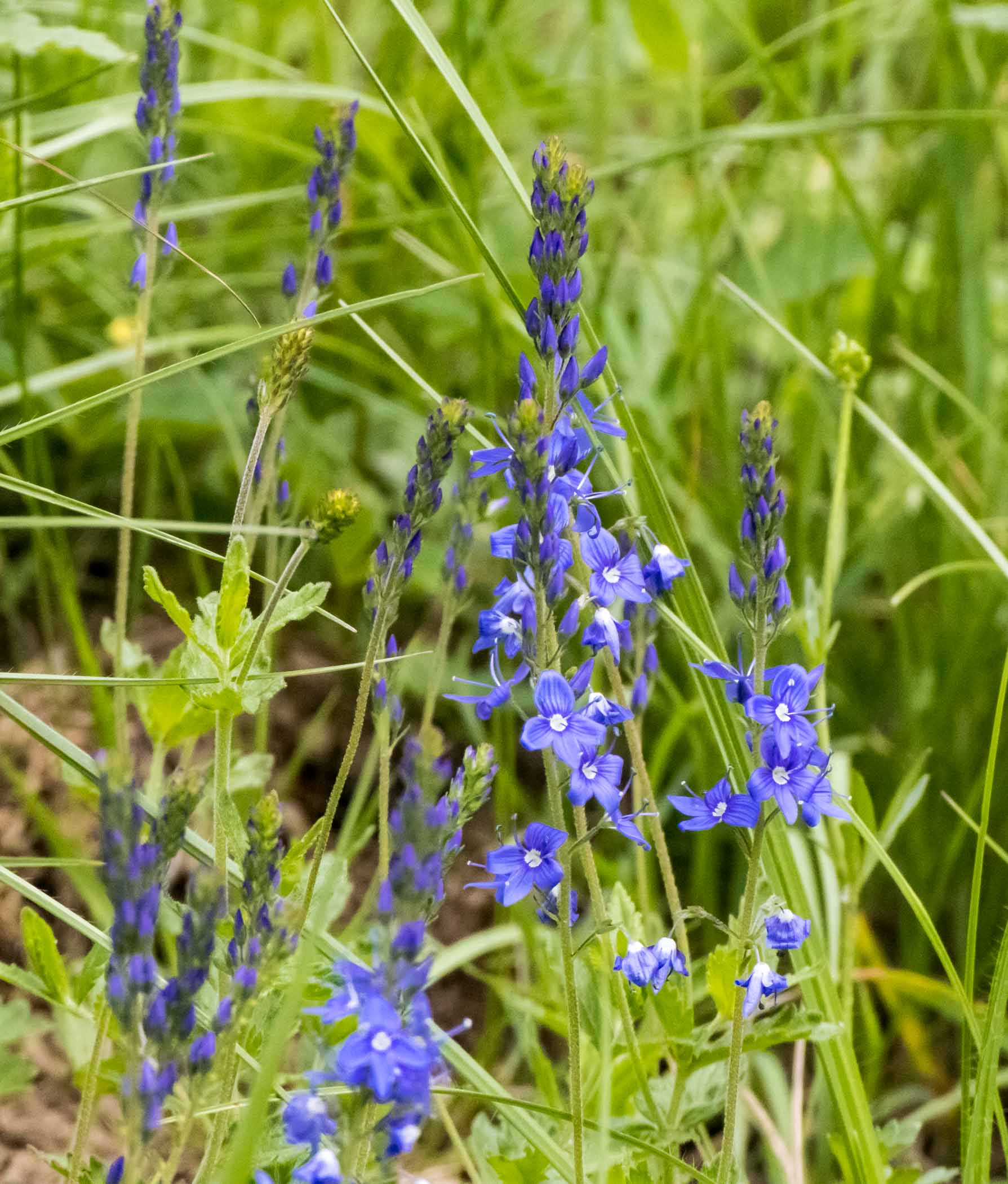 Eine besondere Schönheit im Kraichtal: Der Große Ehrenpreis – natur ...