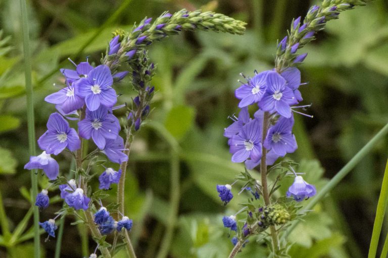 Eine besondere Schönheit im Kraichtal: Der Große Ehrenpreis – natur ...
