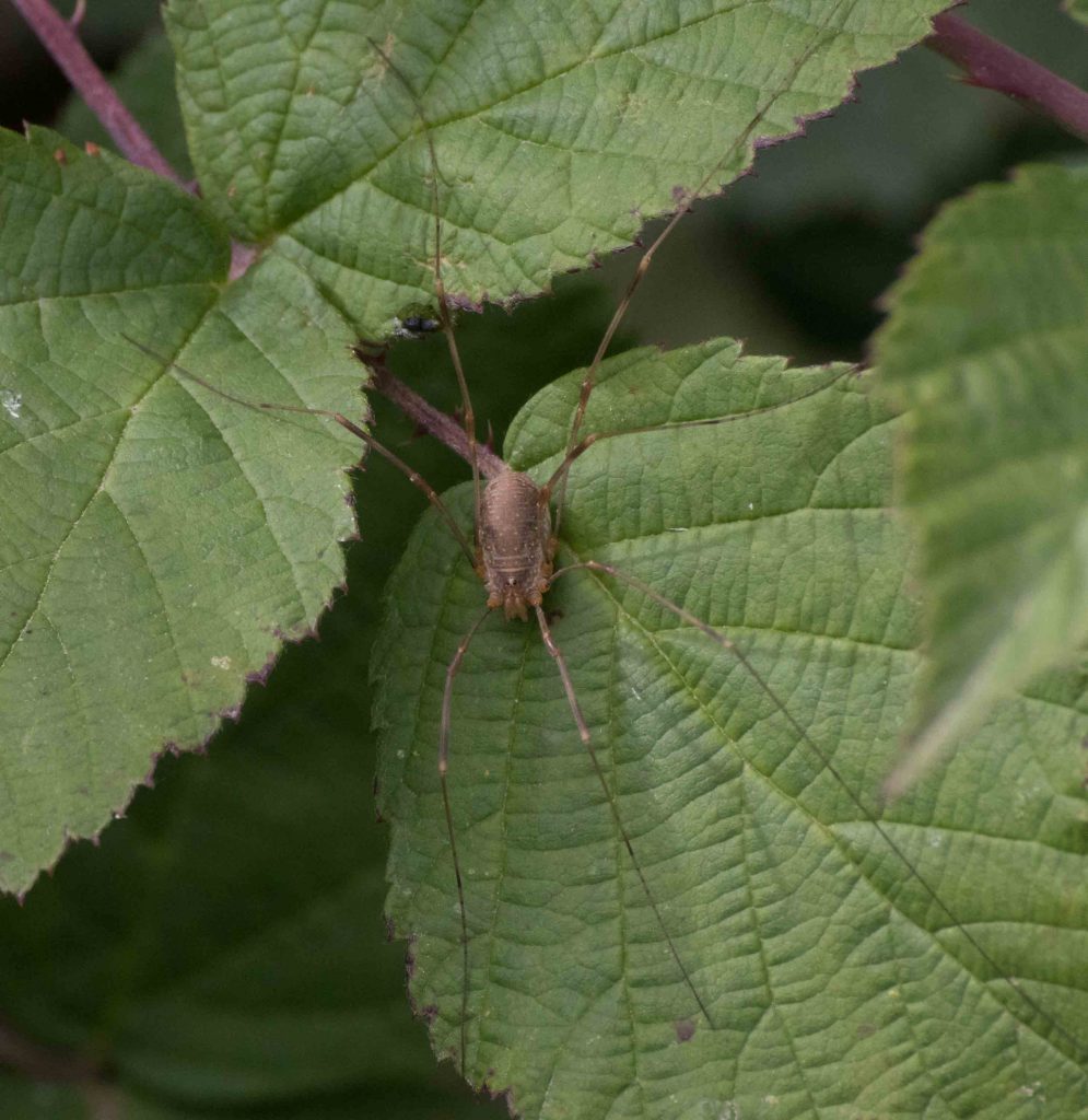 Ein Spinnentier, das keine Spinne ist: Weberknecht – natur-erleben-online