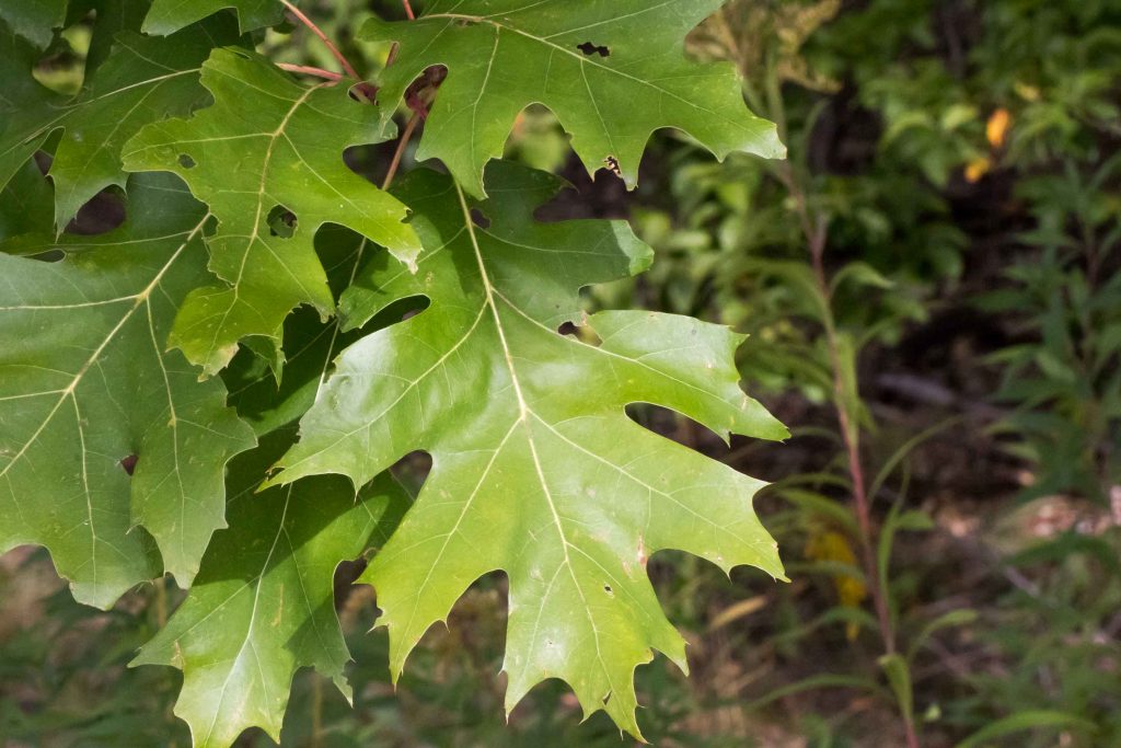 Rot-Eiche – natur-erleben-online