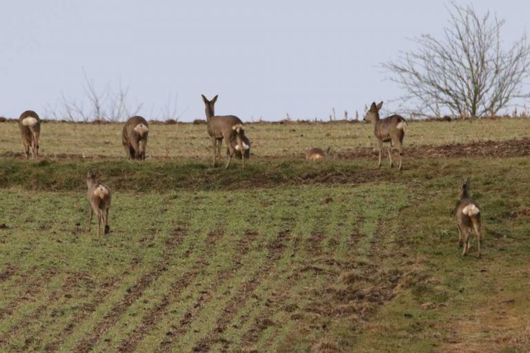 Rehe: Leben im „Sprung“ – natur-erleben-online