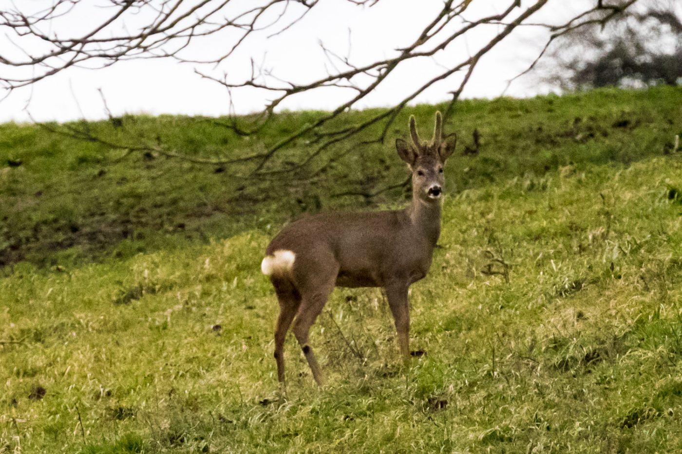 Rehe: Leben im „Sprung“ – natur-erleben-online