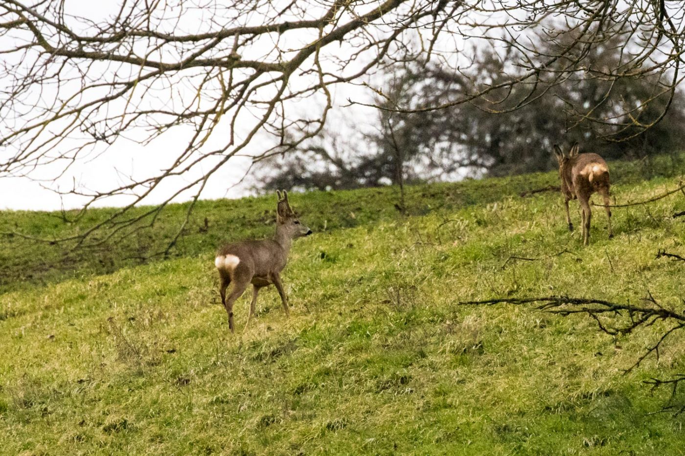 Rehe: Leben im „Sprung“ – natur-erleben-online