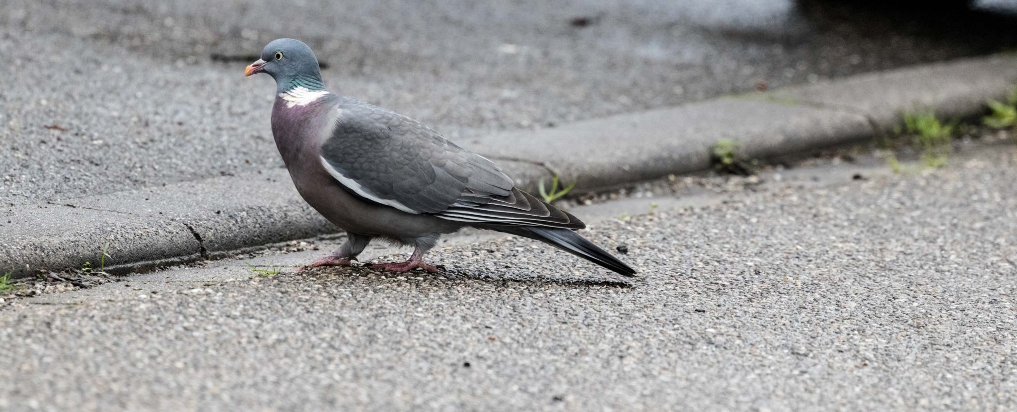 Ringeltaube – natur-erleben-online