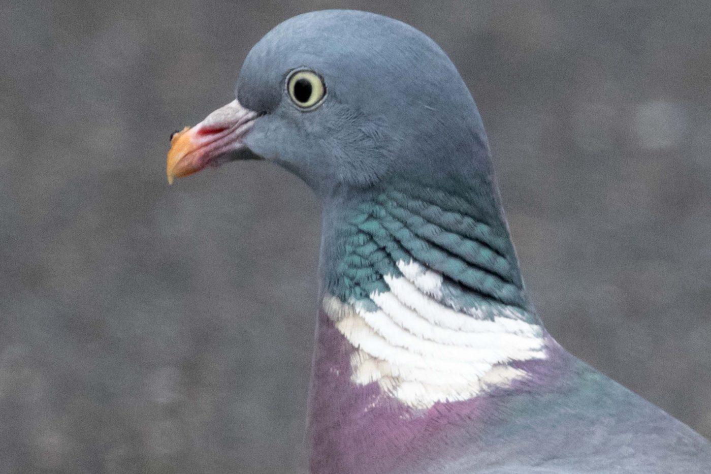 Die Ringeltauben kommen jetzt auch in unsere Dörfer – natur-erleben-online