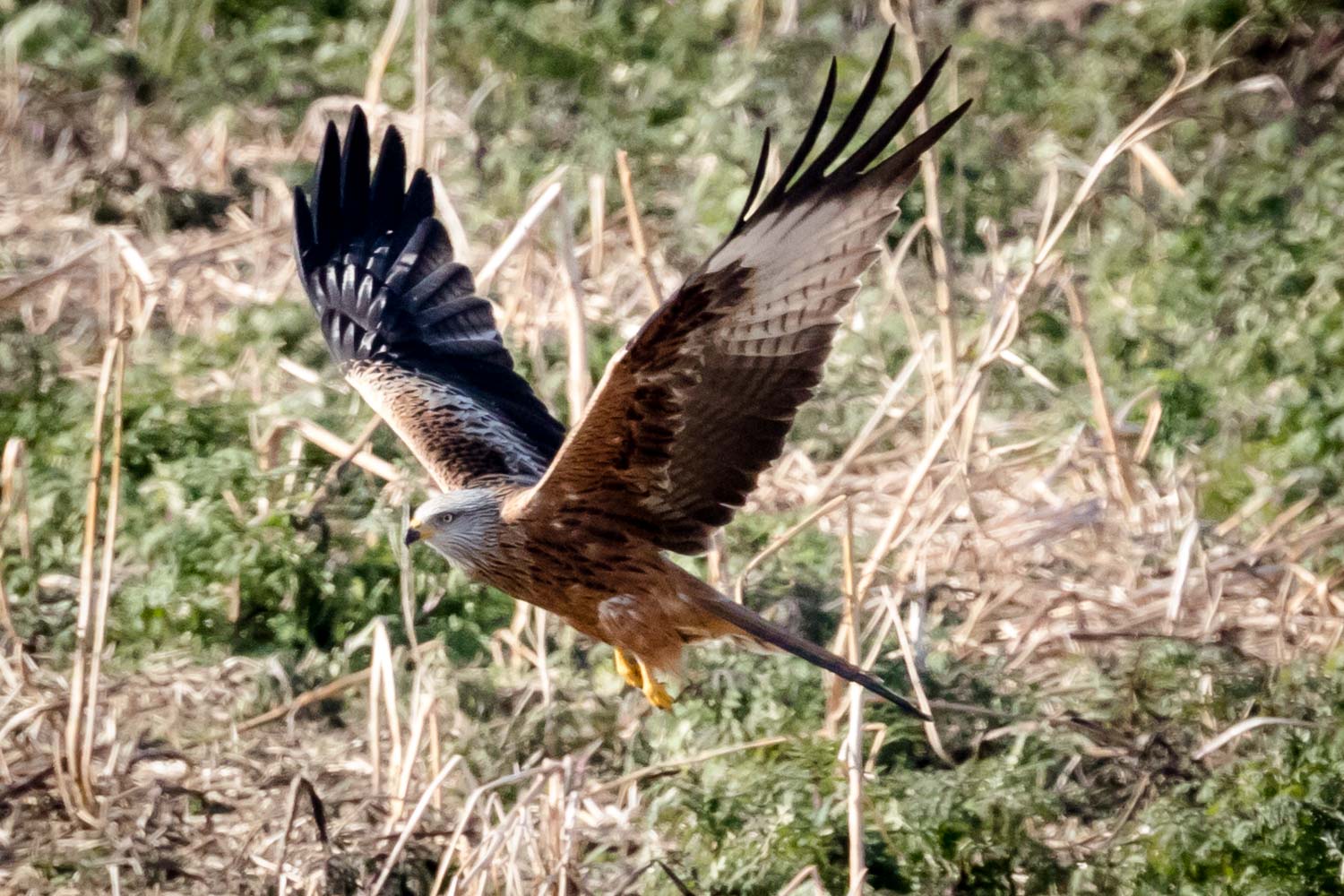Ein Rotmilan auf der Jagd – natur-erleben-online