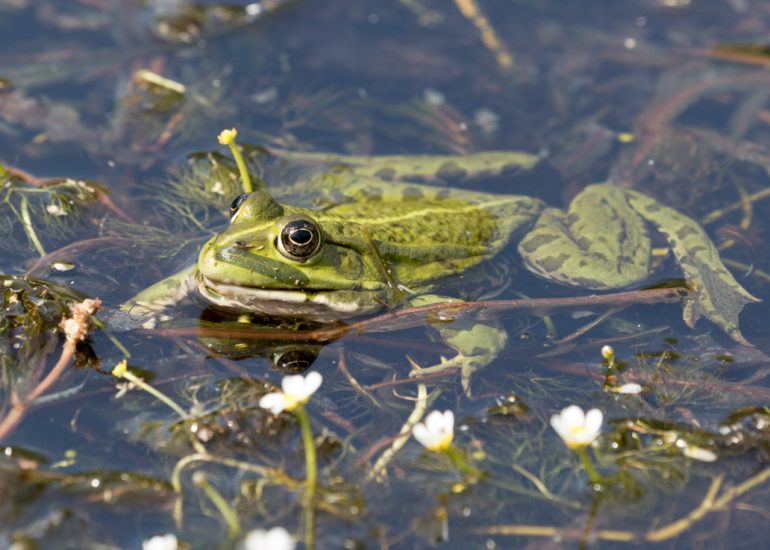 Amphibien – natur-erleben-online
