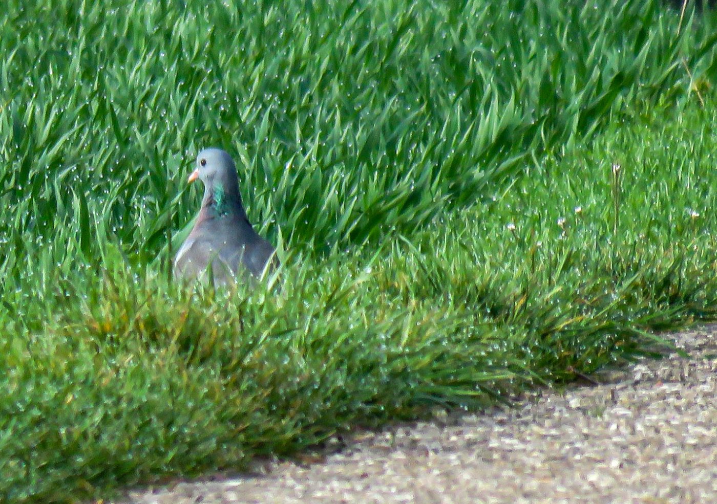 Wie man unsere einheimischen Wildtauben unterscheiden kann – natur ...