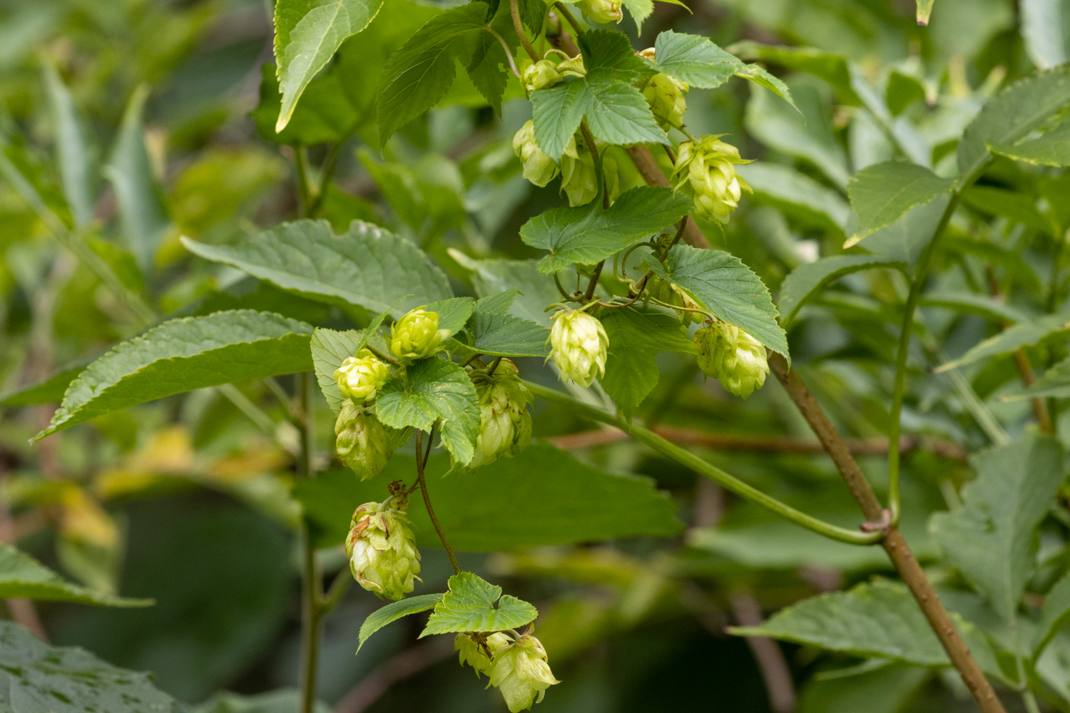 Er wächst in unseren Wäldern: Wilder Hopfen – natur-erleben-online