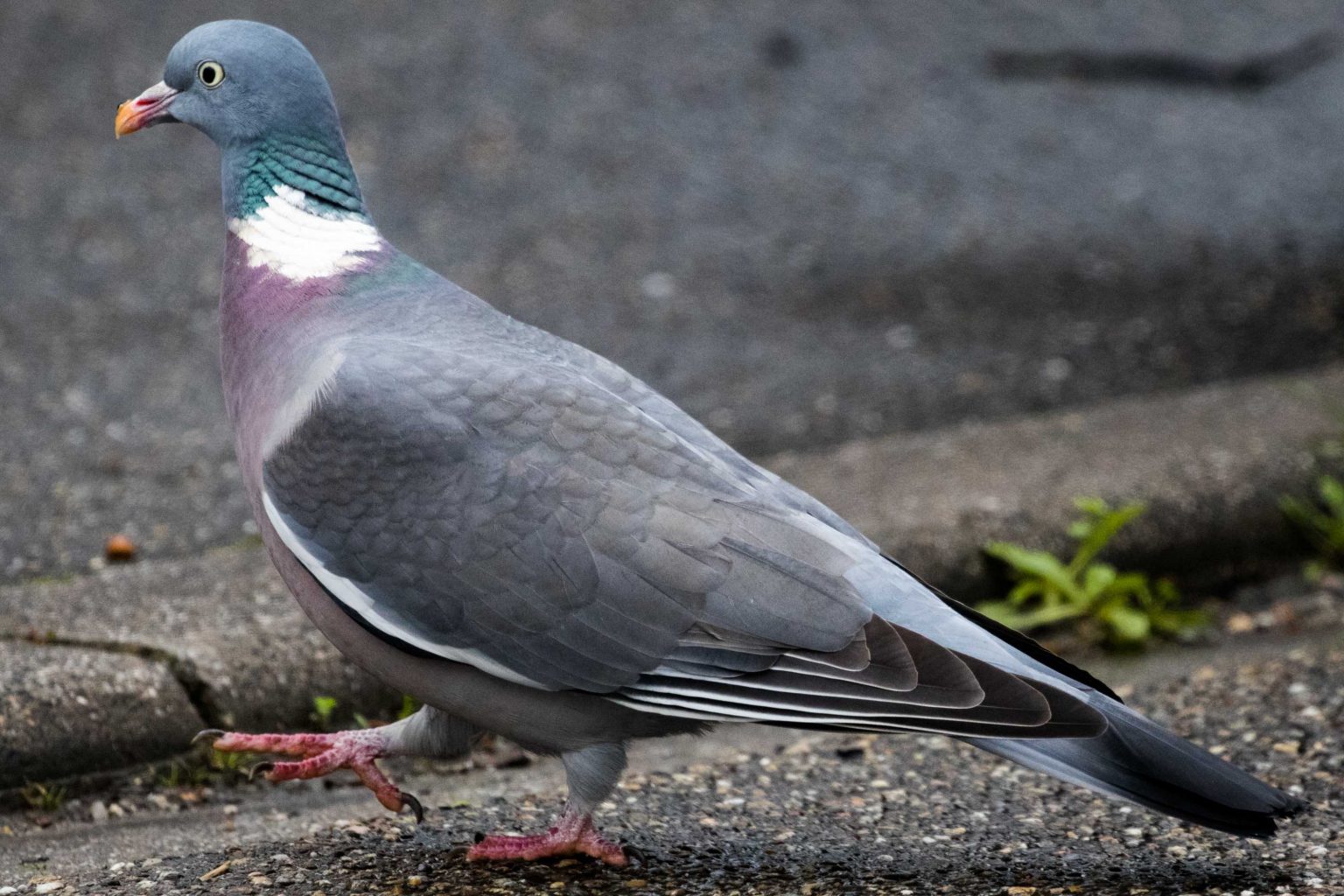 Wie man unsere einheimischen Wildtauben unterscheiden kann – natur ...