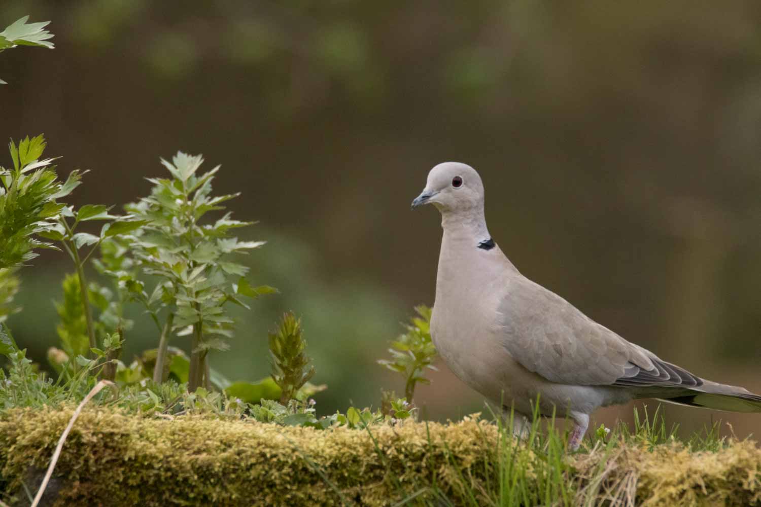 Wie man unsere einheimischen Wildtauben unterscheiden kann – natur ...