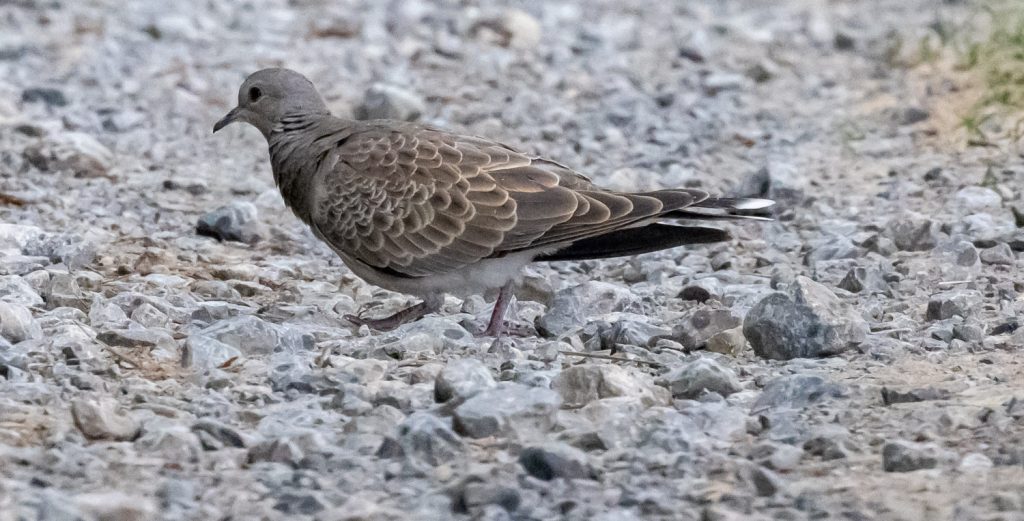 Wie man unsere einheimischen Wildtauben unterscheiden kann – natur ...