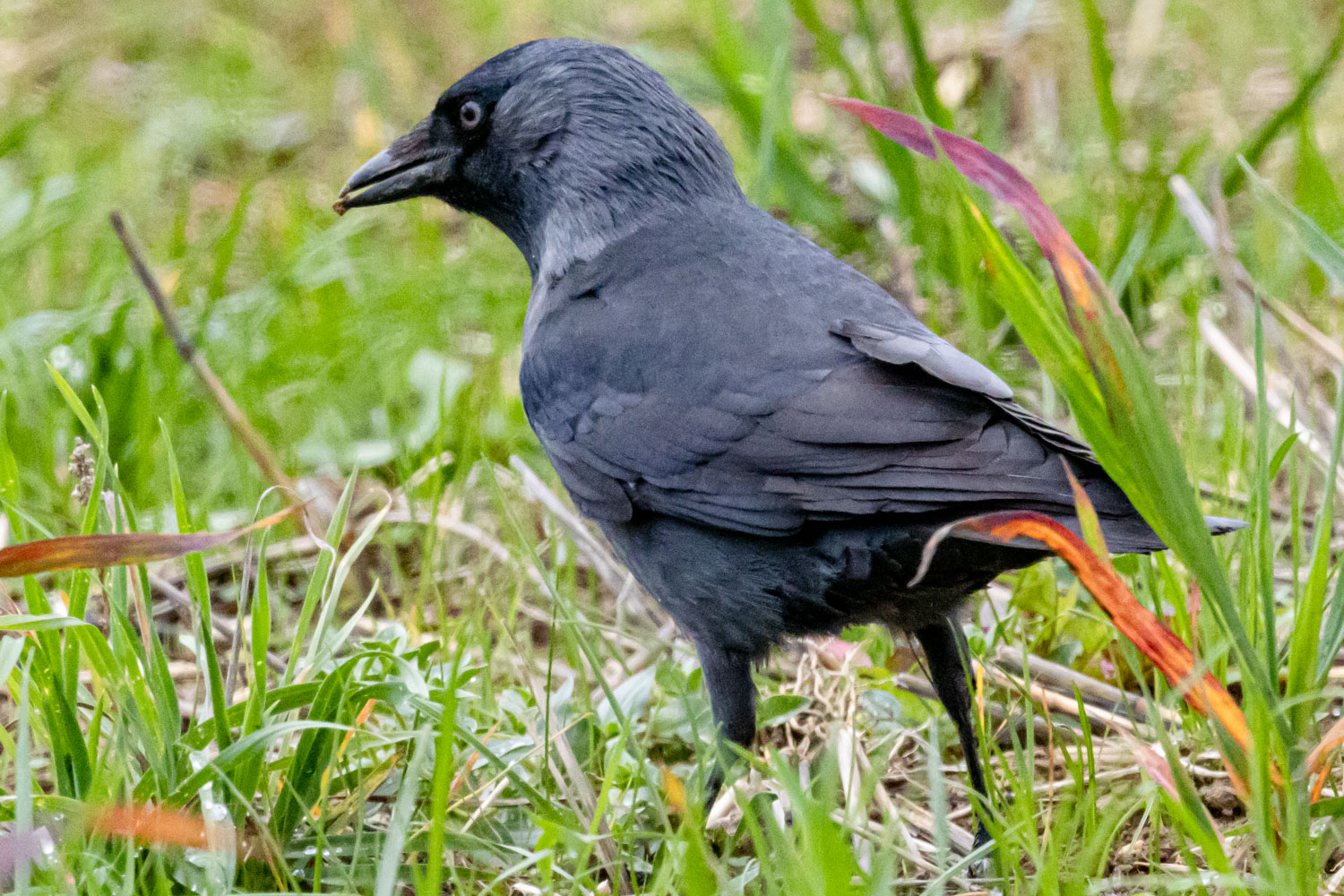 Sie sind wieder hier: Saatkrähen und Dohlen – natur-erleben-online