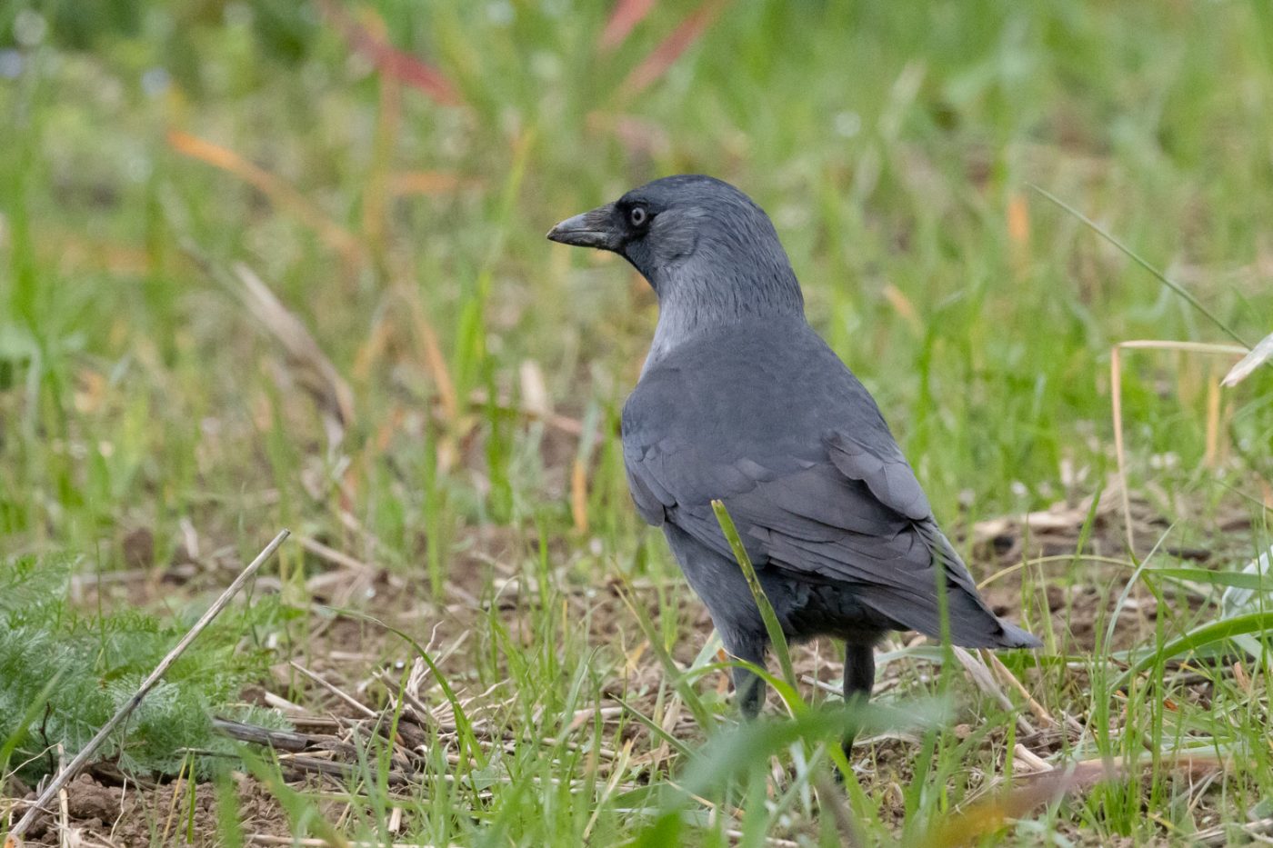 Sie sind wieder hier: Saatkrähen und Dohlen – natur-erleben-online