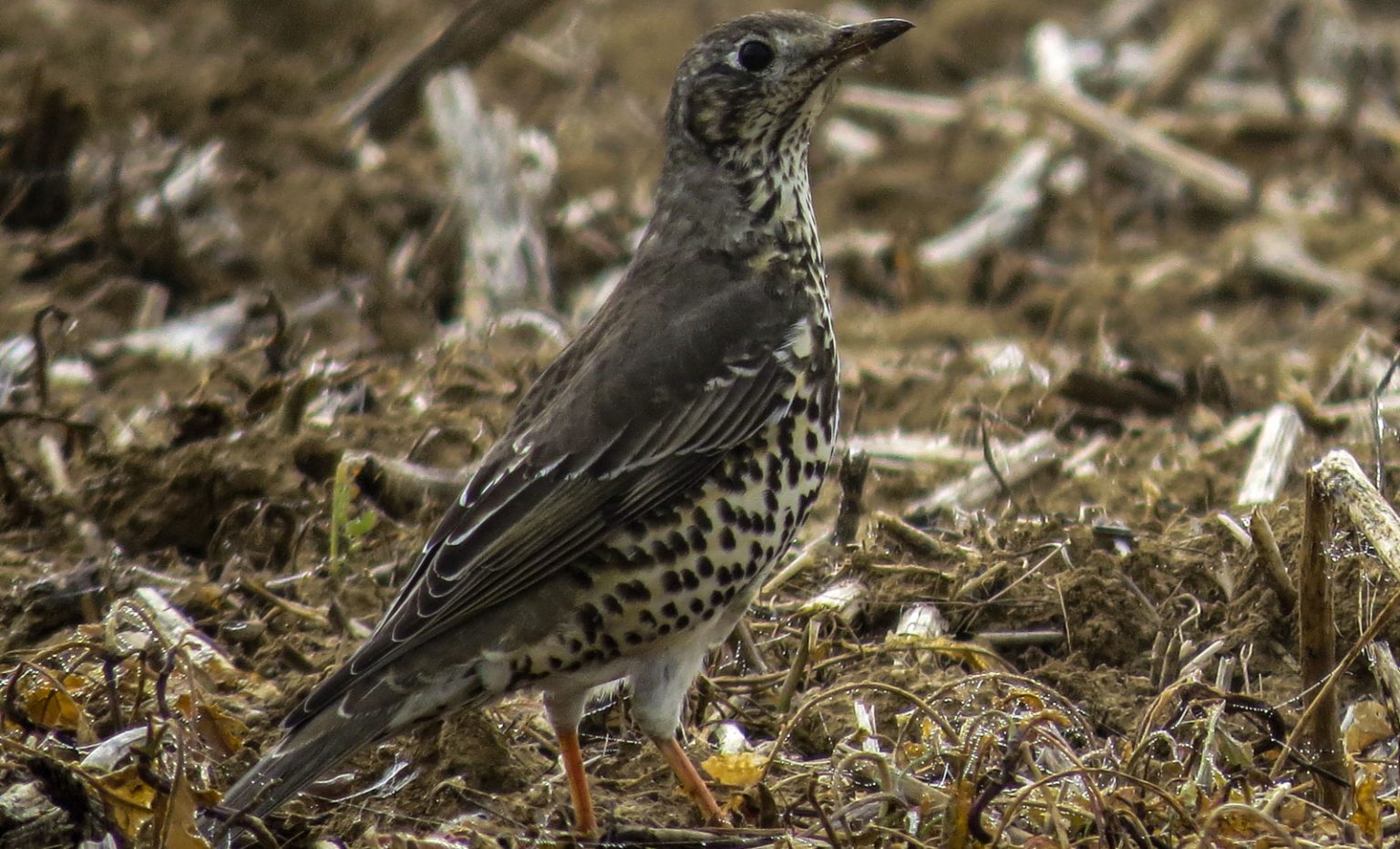 Wie man die großen heimischen Drosselarten leicht unterscheiden kann ...
