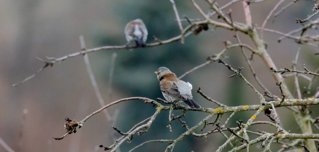 Wie man die großen heimischen Drosselarten leicht unterscheiden kann ...