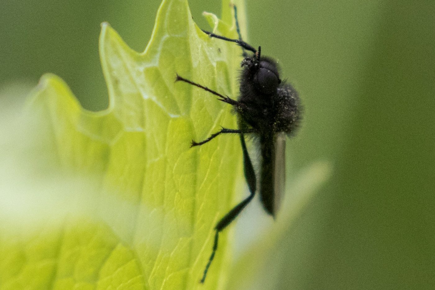 Man kennt sie vom Mai-Ausflug: Märzfliege oder Markusfliege – natur ...