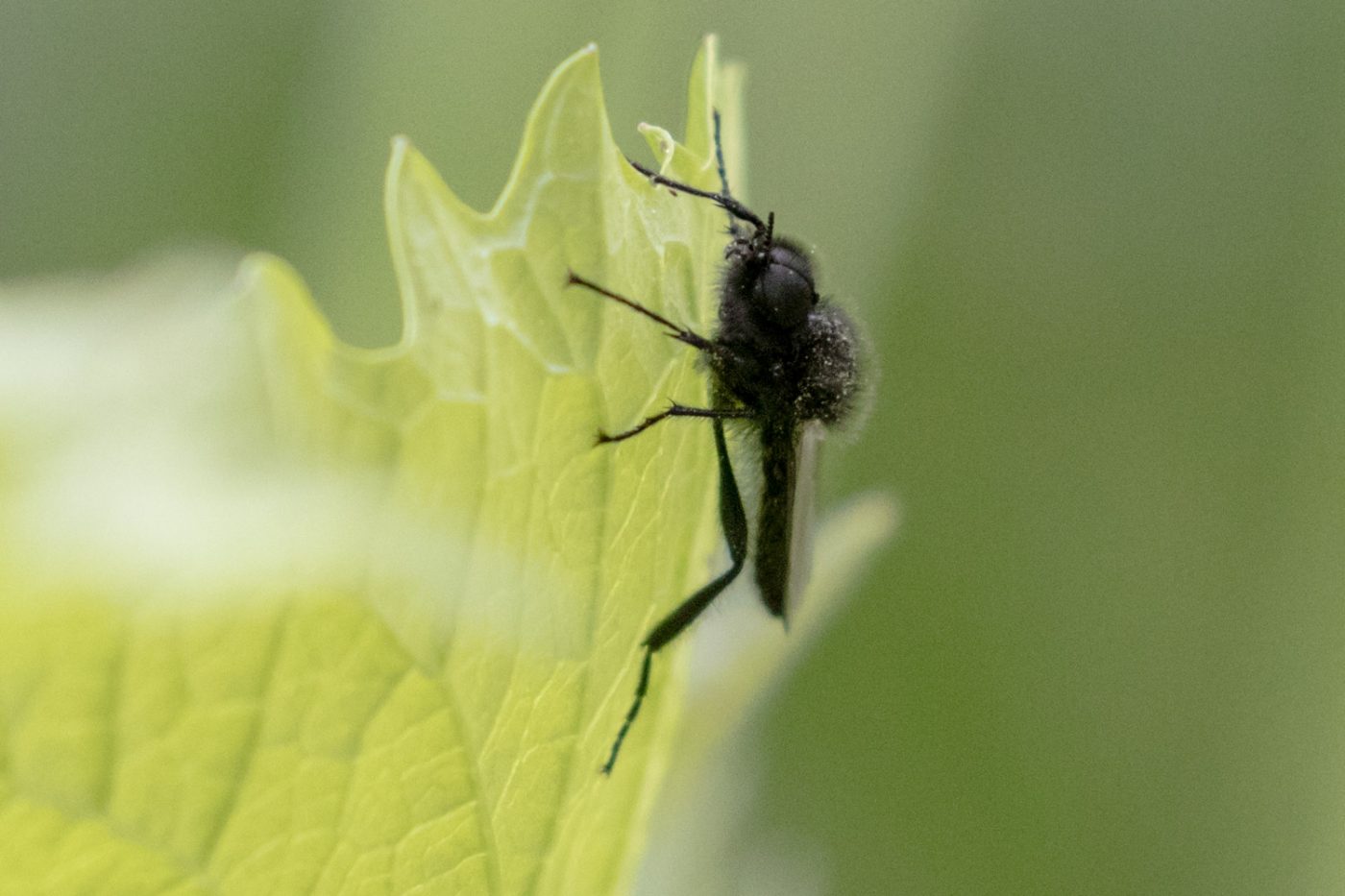 Man kennt sie vom Mai-Ausflug: Märzfliege oder Markusfliege – natur ...