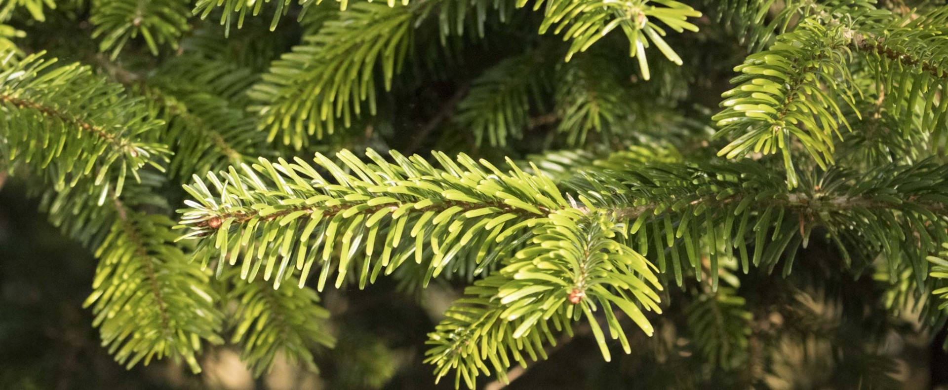 Rinde – natur-erleben-online